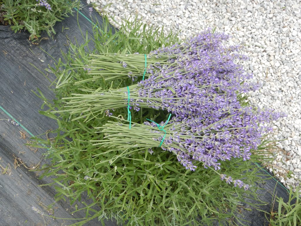 Products – Lavender Trails